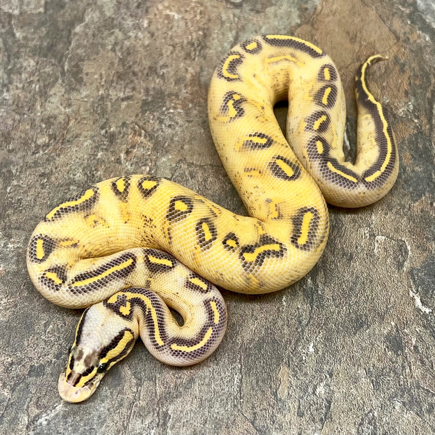 Super Pastel Highway Ball Python by Vesper Ball Pythons - MorphMarket