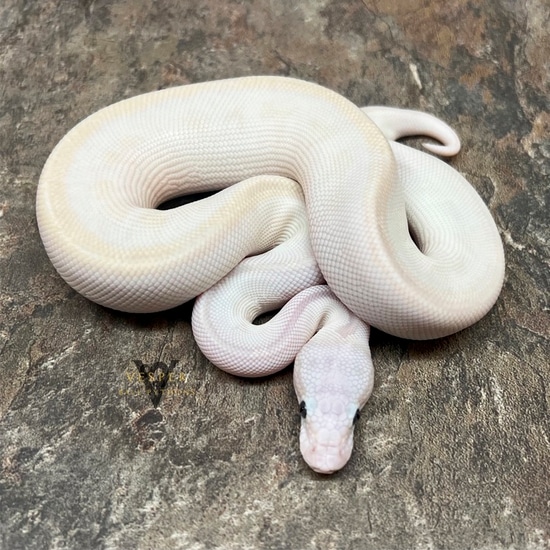 White Diamond Blue Eyed Lucy Ball Python by Vesper Ball Pythons