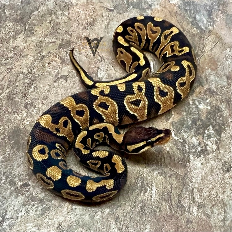 Pastel Gravel Ball Python by Vesper Ball Pythons - MorphMarket