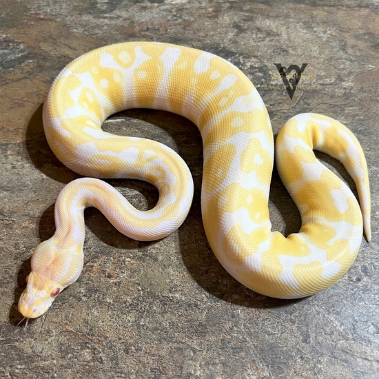 Albino Ball Python by Vesper Ball Pythons