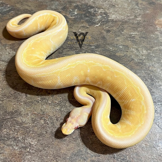 Cinnamon Albino Pinstripe Ball Python by Vesper Ball Pythons