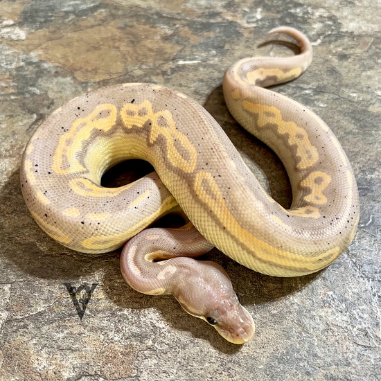 Banana Blackhead Cinnamon Mojave Vanilla Ball Python by Vesper Ball Pythons