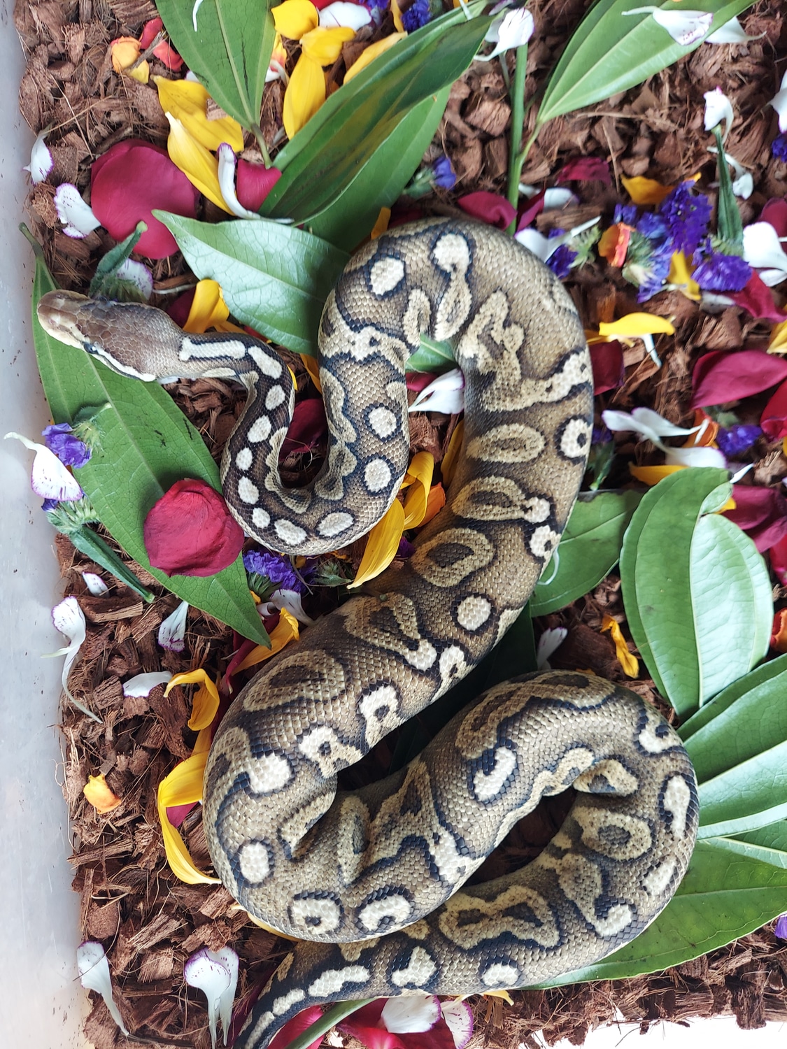 Pewter GHI Ball Python by Tiptons Exotics - MorphMarket