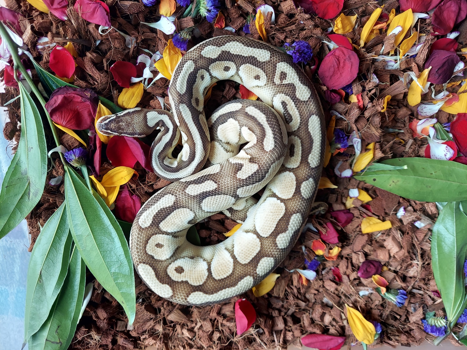 Pastel Lesser Ball Python by Tiptons Exotics - MorphMarket