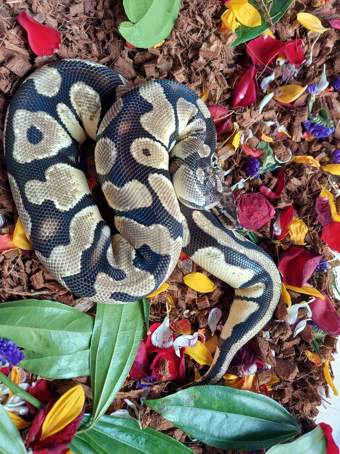 Super Orange Dream Ball Python by Tiptons Exotics - MorphMarket