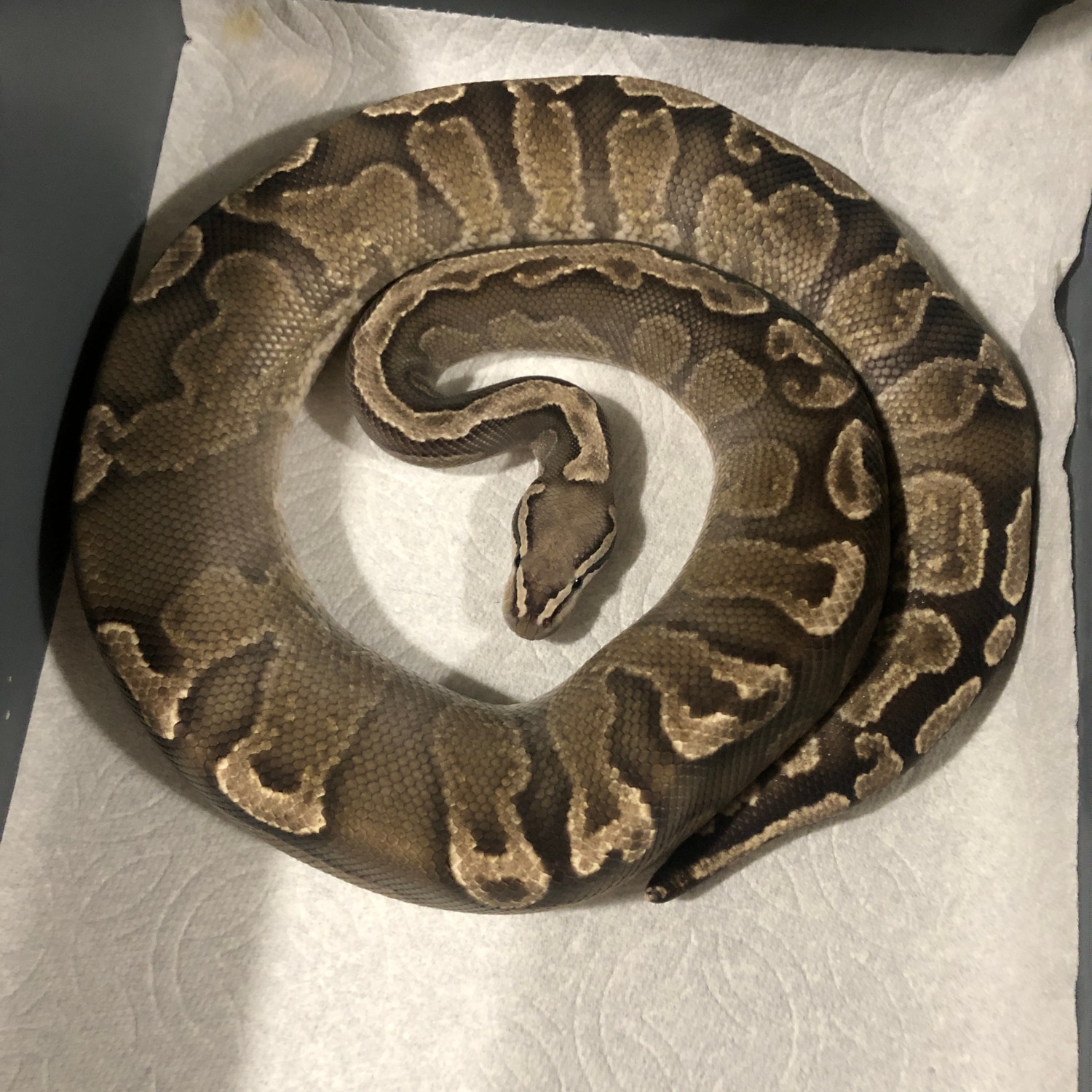 GHI Fire Ball Python by VetBalls, Pete Emmons - MorphMarket