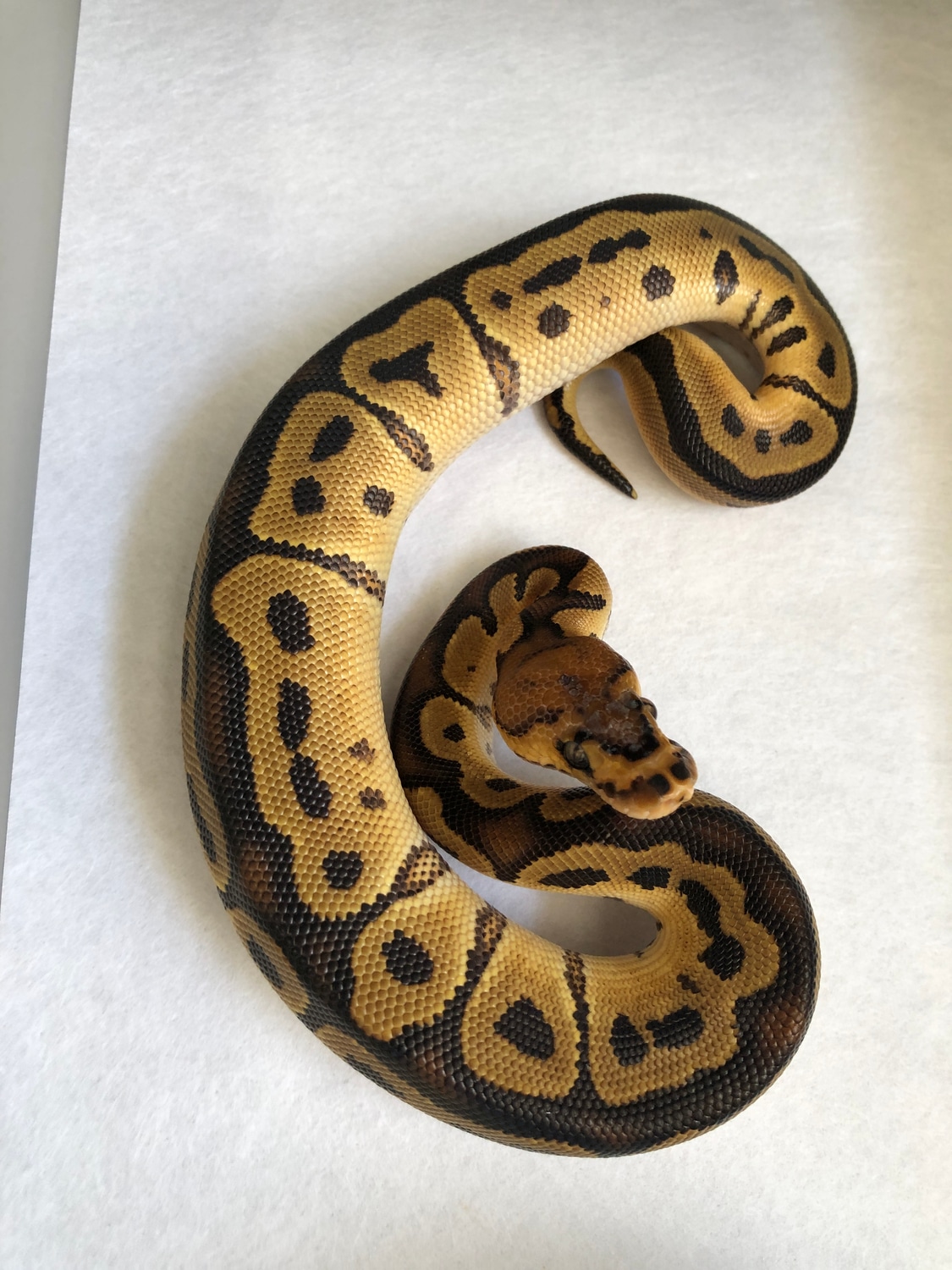 Clown 50% Het Piebald 3 Ball Python by VetBalls, Pete Emmons - MorphMarket