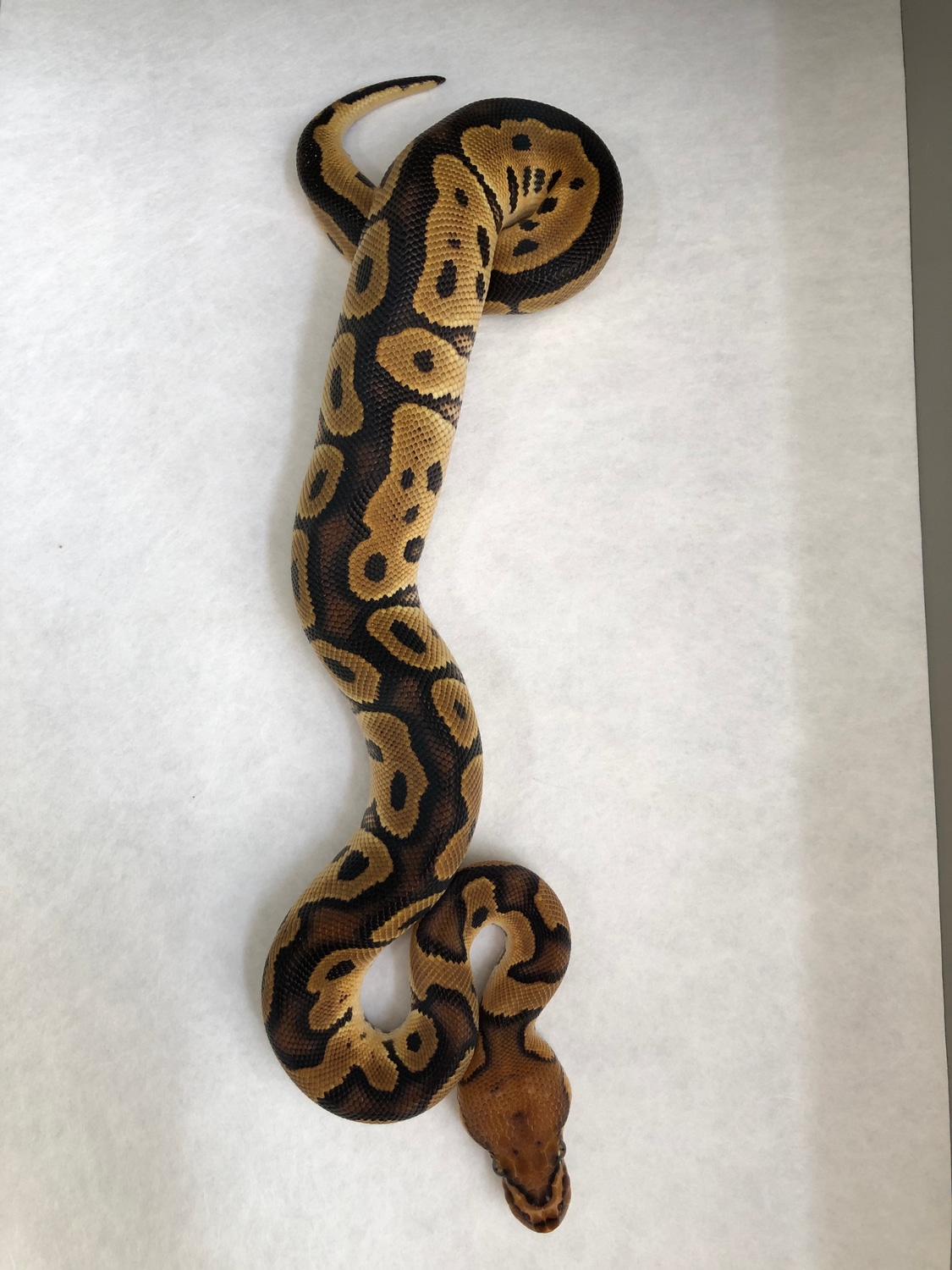 Clown 50% Het Piebald 4 Ball Python by VetBalls, Pete Emmons - MorphMarket