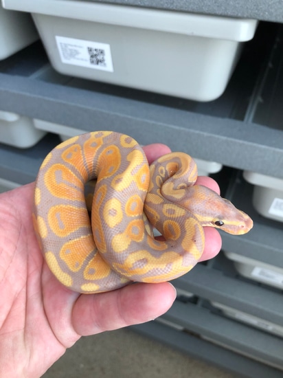 Banana OD Het Pied 6 FREE Shipping Ball Python by VetBalls, Pete Emmons