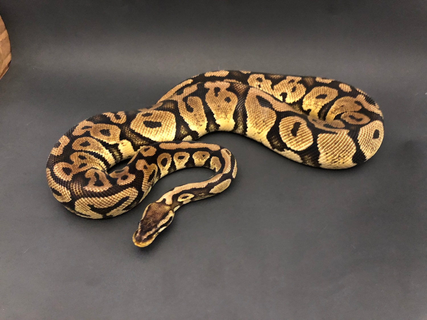 Pastel Proven Breeder Ball Python by VetBalls, Pete Emmons - MorphMarket