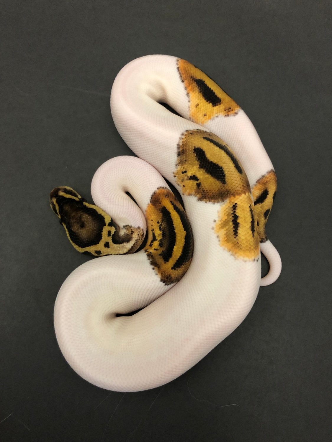 Pastel Piebald 3 Ball Python by VetBalls, Pete Emmons - MorphMarket
