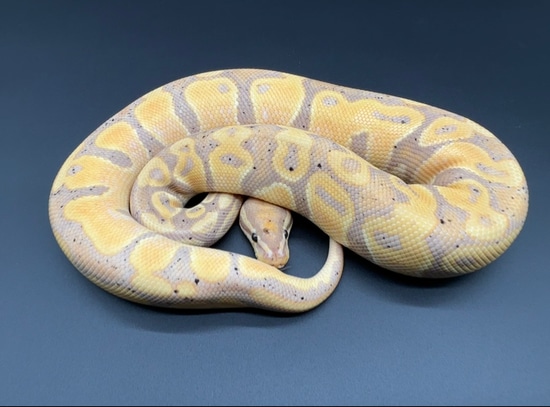 Banana Het Piebald Ball Python by VetBalls, Pete Emmons