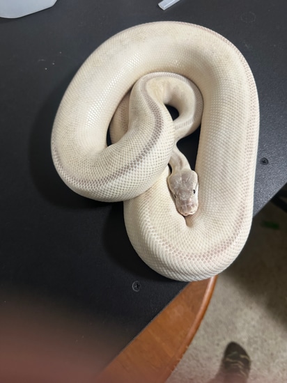 Super Mojave Spider 2020 Female Ball Python by VetBalls, Pete Emmons