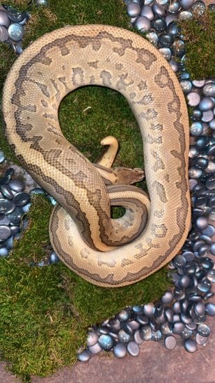 Lesser Leopard Pinstripe Het Desert Ghost Ball Python by Veteran ...