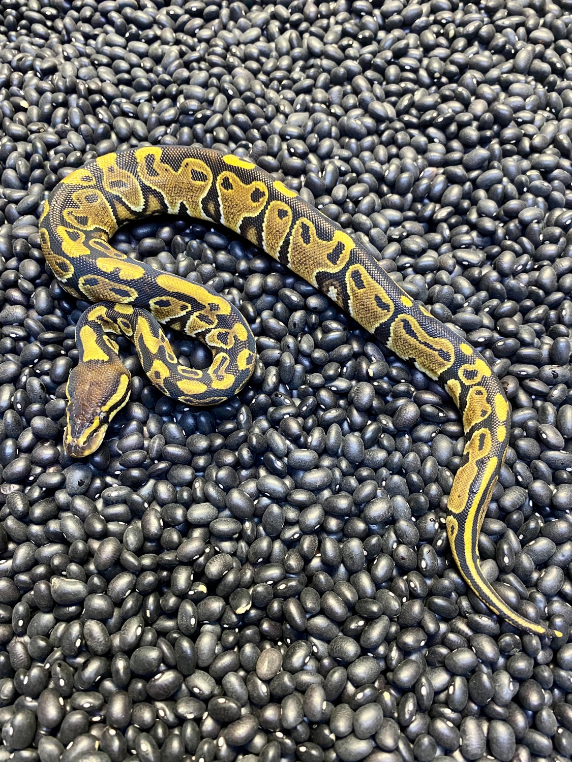Yellow Belly Ball Python by Veteran’s Vertebrates - MorphMarket