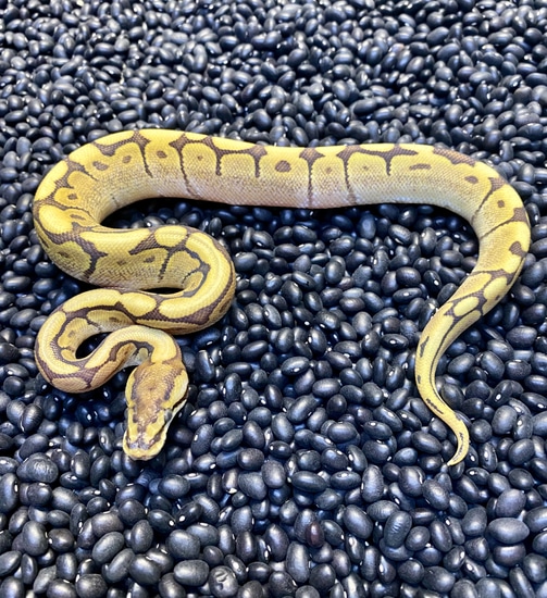 Lesser Spider Ball Python by Veteran’s Vertebrates