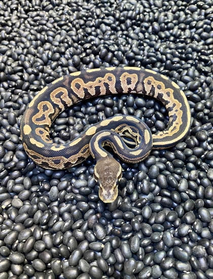 Cinnamon 50% Het Sunset Ball Python by Veteran’s Vertebrates