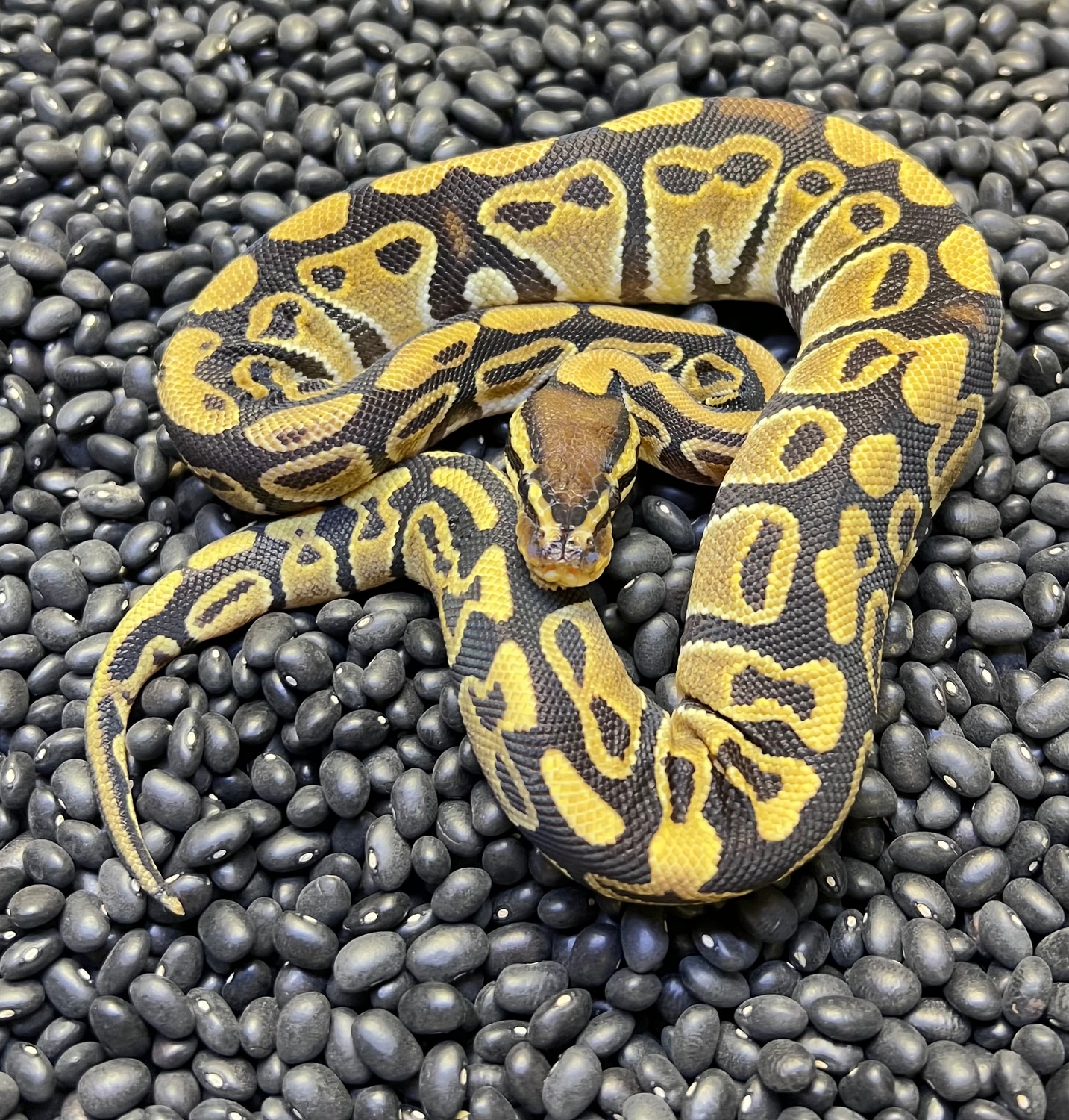 Normal Ball Python by Veteran’s Vertebrates - MorphMarket