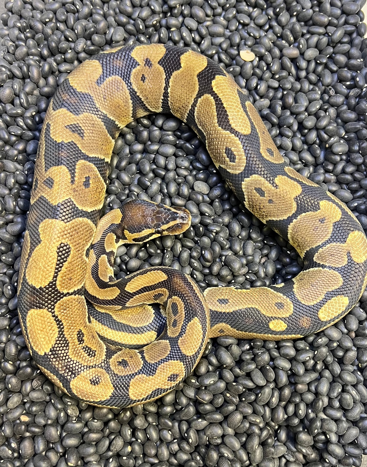 Fire Yellow Belly Ball Python by Veteran’s Vertebrates - MorphMarket