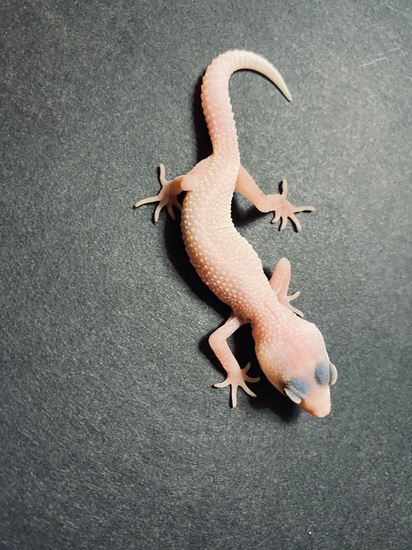 Double Partial Eclipse Blizzard Pos Paradox Leopard Gecko by Dope Exotics