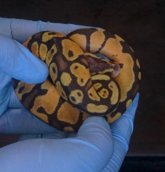 Pastel (Het 66% Sunset) Ball Python by American Kaiju