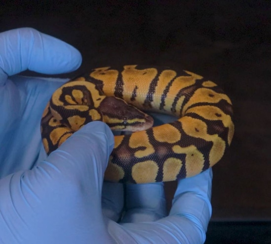 Pastel Het 66% Sunset Ball Python by American Kaiju