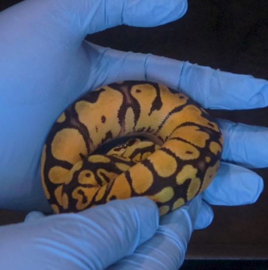 Pastel Het 66% Sunset Ball Python by American Kaiju