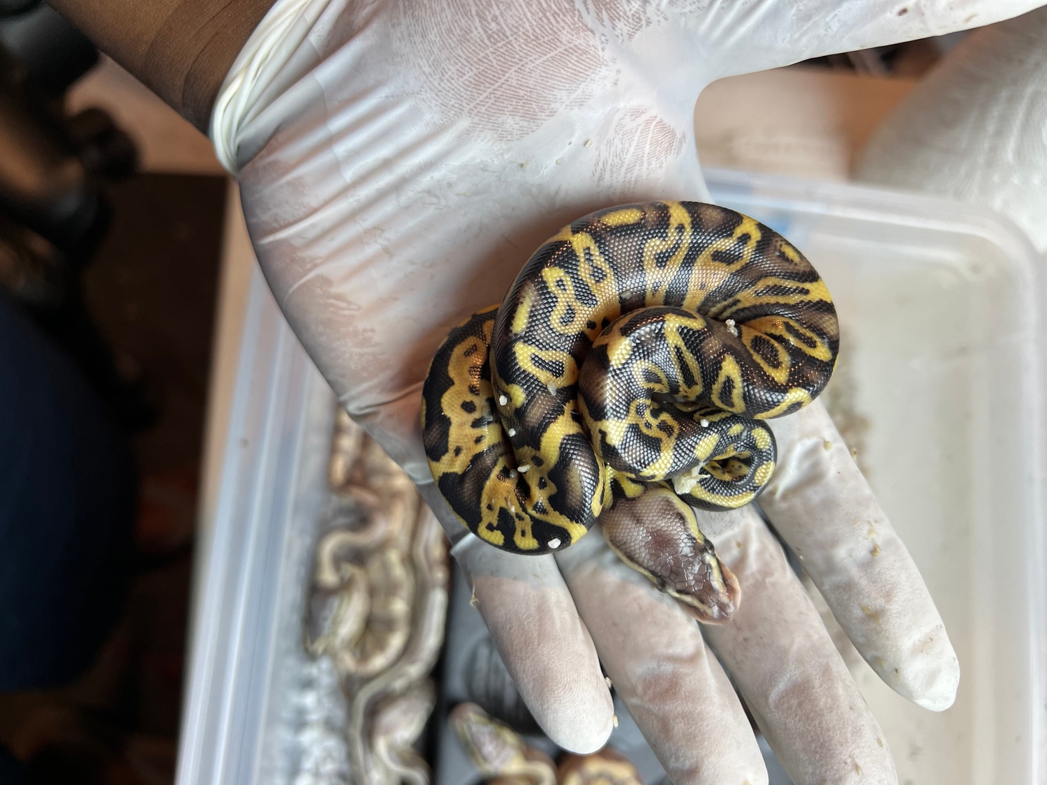 Ghi Leopard Pastel Ball Python by American Kaiju - MorphMarket