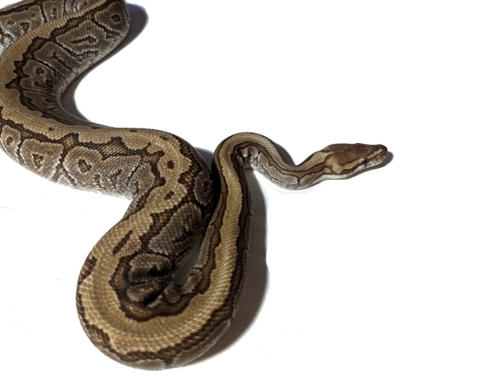 Spotnose Jigsaw (Pinstripe, Mojave) Ball Python by Prehistoric Pythons