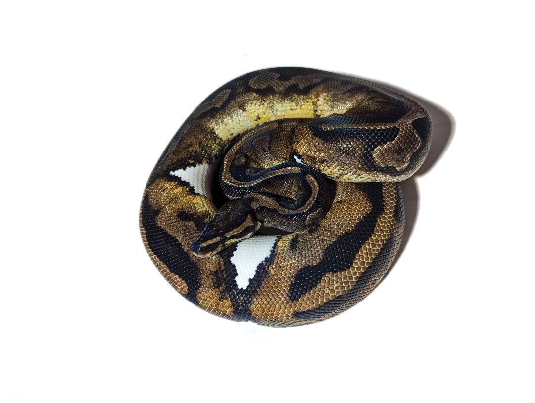 Pied Ball Python by Prehistoric Pythons - MorphMarket