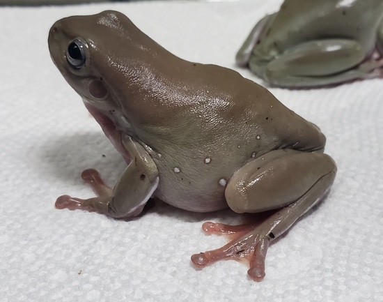 Blue Eyes White's Tree Frog by Big Head Frogs