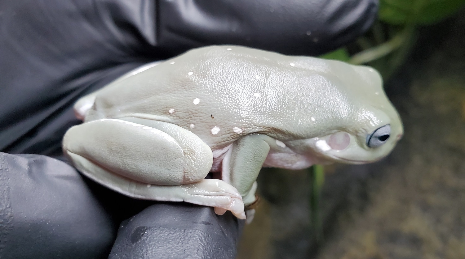 CB Blue Eyed White's Tree Frog by Big Head Frogs - MorphMarket