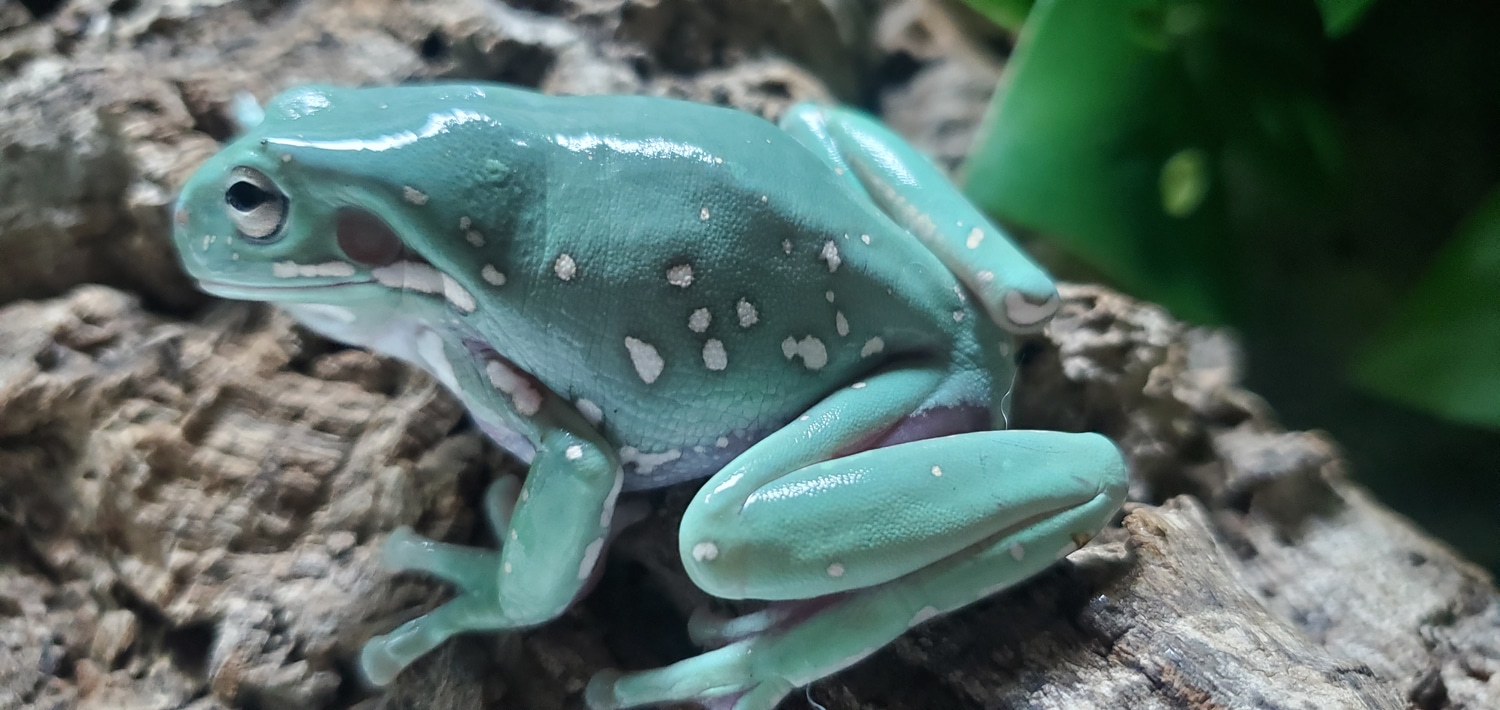 Snowflake Female White's Tree Frog by Big Head Frogs - MorphMarket