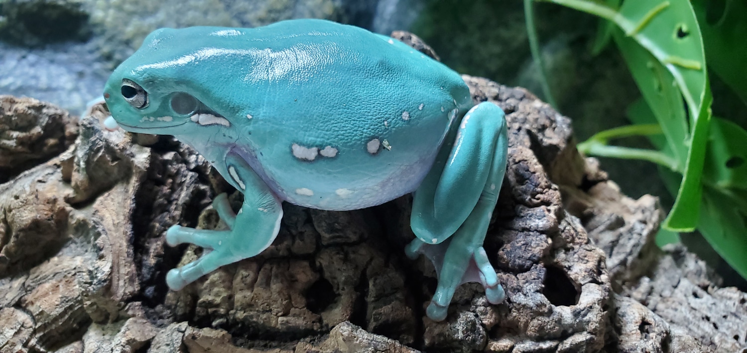 Adult Female White's Tree Frog by Big Head Frogs - MorphMarket