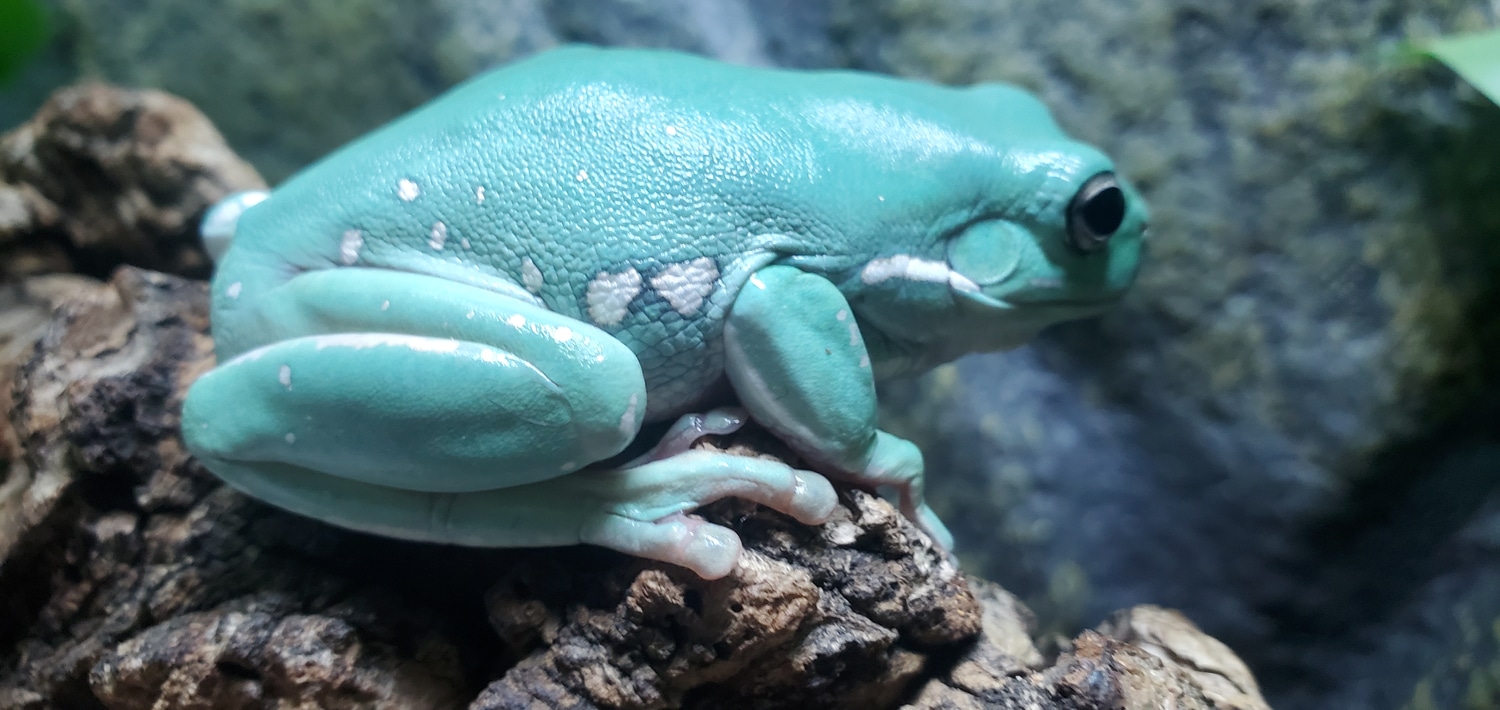 Sub-adult Female White's Tree Frog by Big Head Frogs - MorphMarket