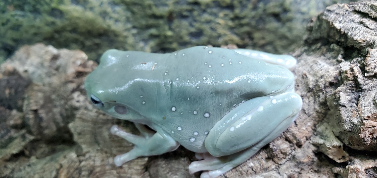 Blue Eyed Sub-adult White's Tree Frog by Big Head Frogs - MorphMarket