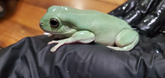 Green Adult Male White's Tree Frog by Big Head Frogs