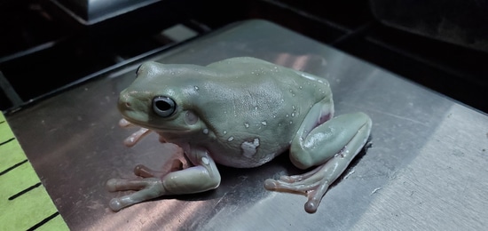 Blue Eyed Male White's Tree Frog by Big Head Frogs