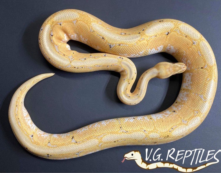 Banana Spider Ball Python by V.G. Reptiles - MorphMarket