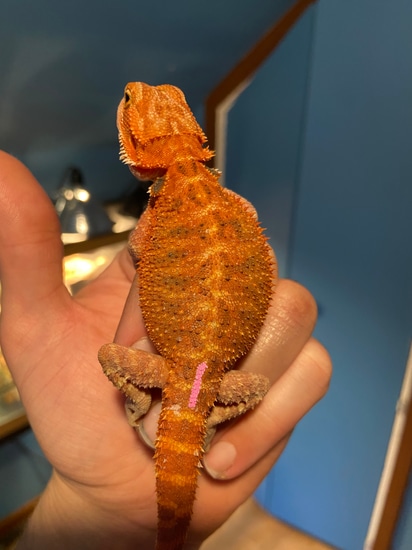 Red Hypo Translucent Female Central Bearded Dragon by Vhagar Dragons