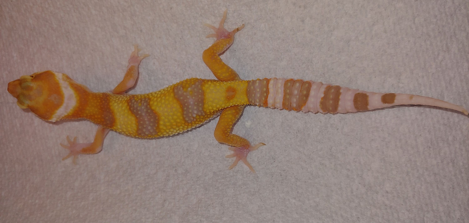 Super Giant Wy Tremper Snake Eye Eclipse Leopard Gecko by Kalico Gecko ...