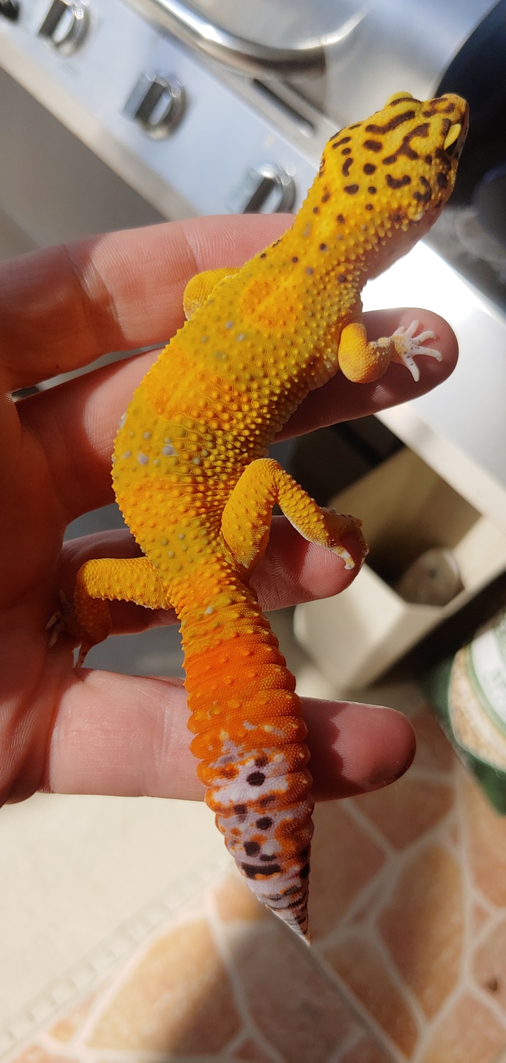 Super Giant Extreme Blood Emerine Leopard Gecko by Kalico Gecko ...