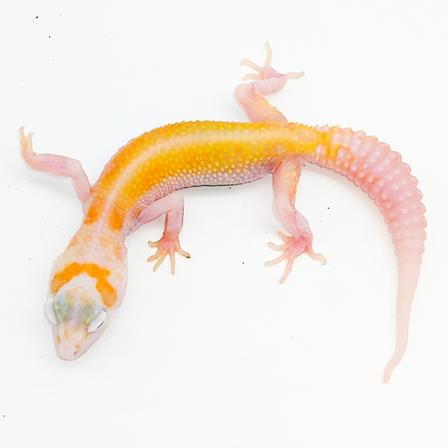 Super Giant Osiris Line Raptor Leopard Gecko by Kalico Gecko - MorphMarket