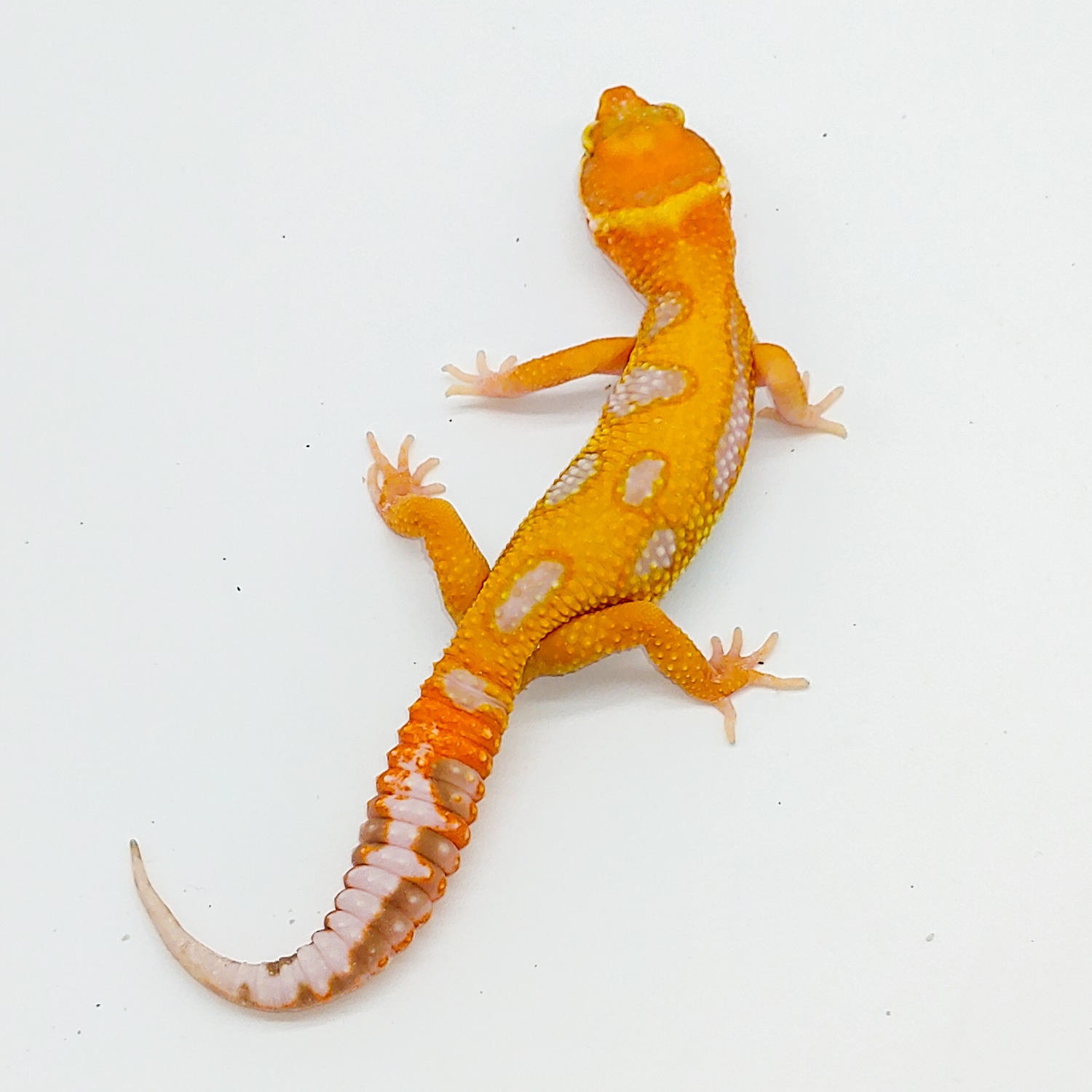 Super Giant High Contrast Extreme Emerine Jungle Het Eclipse Leopard ...