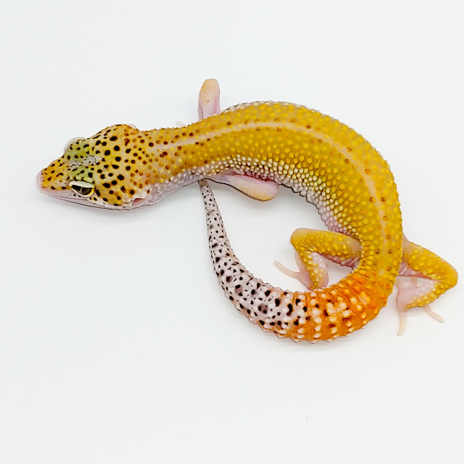 Super Giant Eclipse Het Bell/ Mp Poss Snow Leopard Gecko by Kalico ...