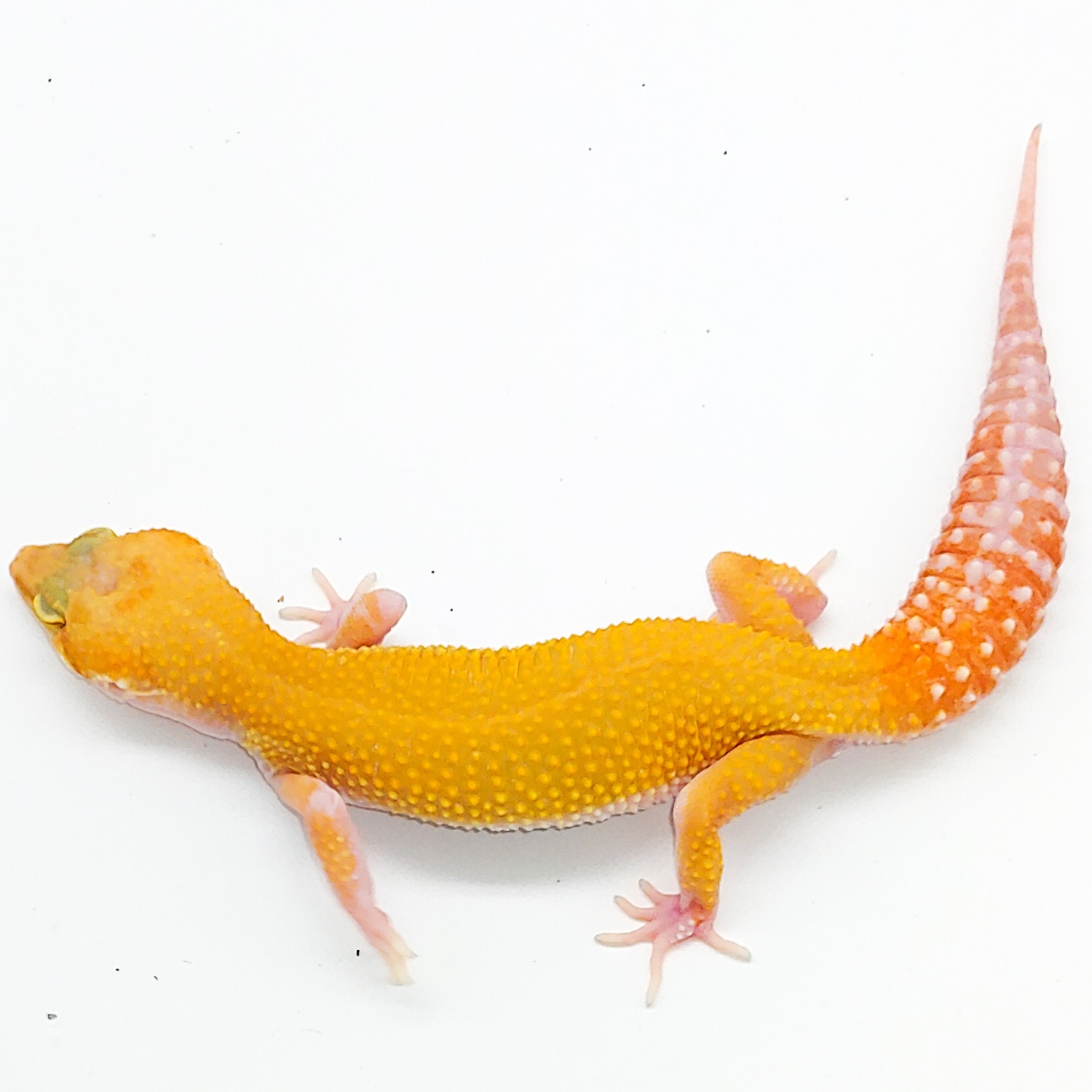 Super Giant Solar Raptor Leopard Gecko by Kalico Gecko - MorphMarket
