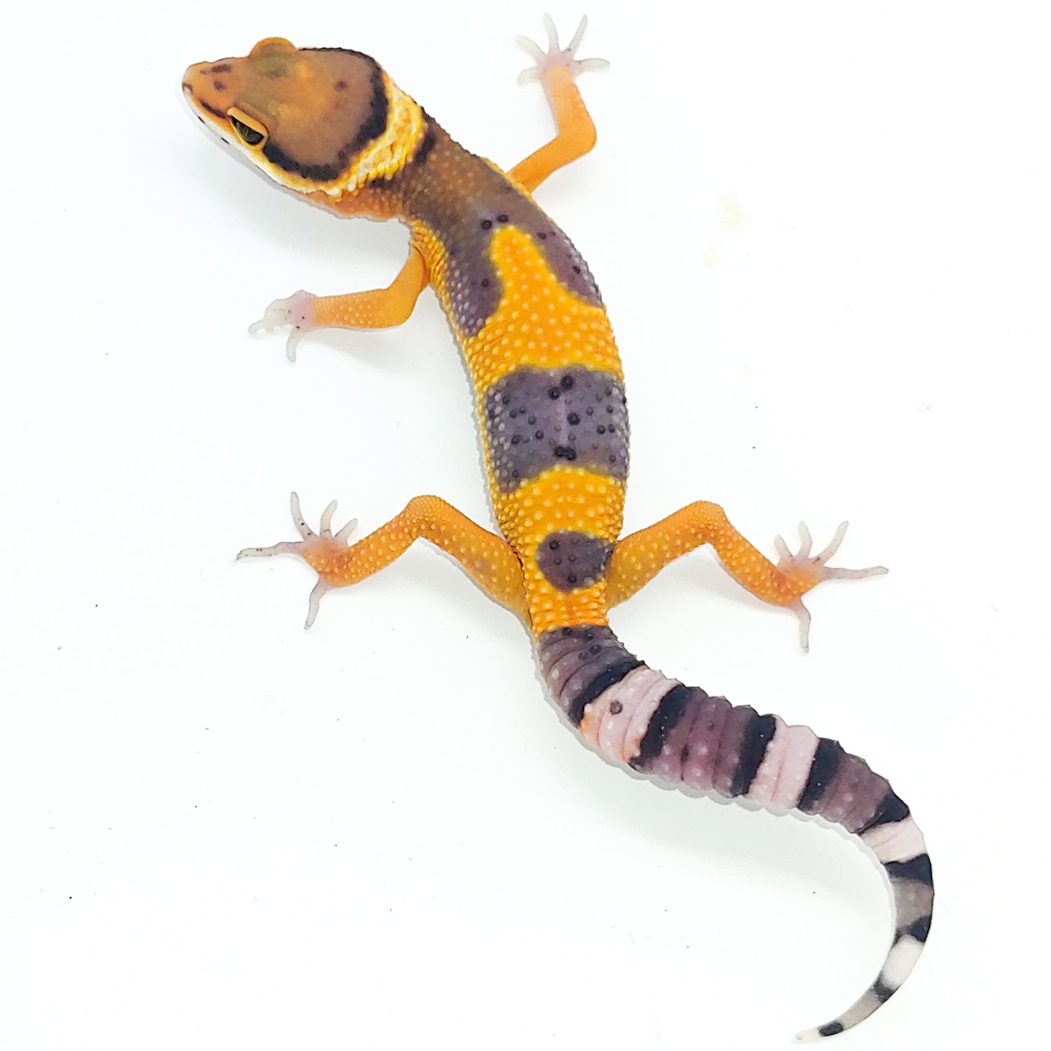 Super Giant Extreme Blood Emerine Het Tremper Het Eclipse Ts Leopard ...