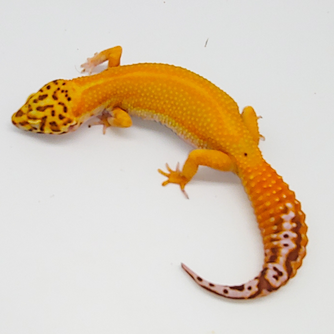 Super Giant Blood Bell Bold Stripe Het Eclipse Leopard Gecko by Kalico ...
