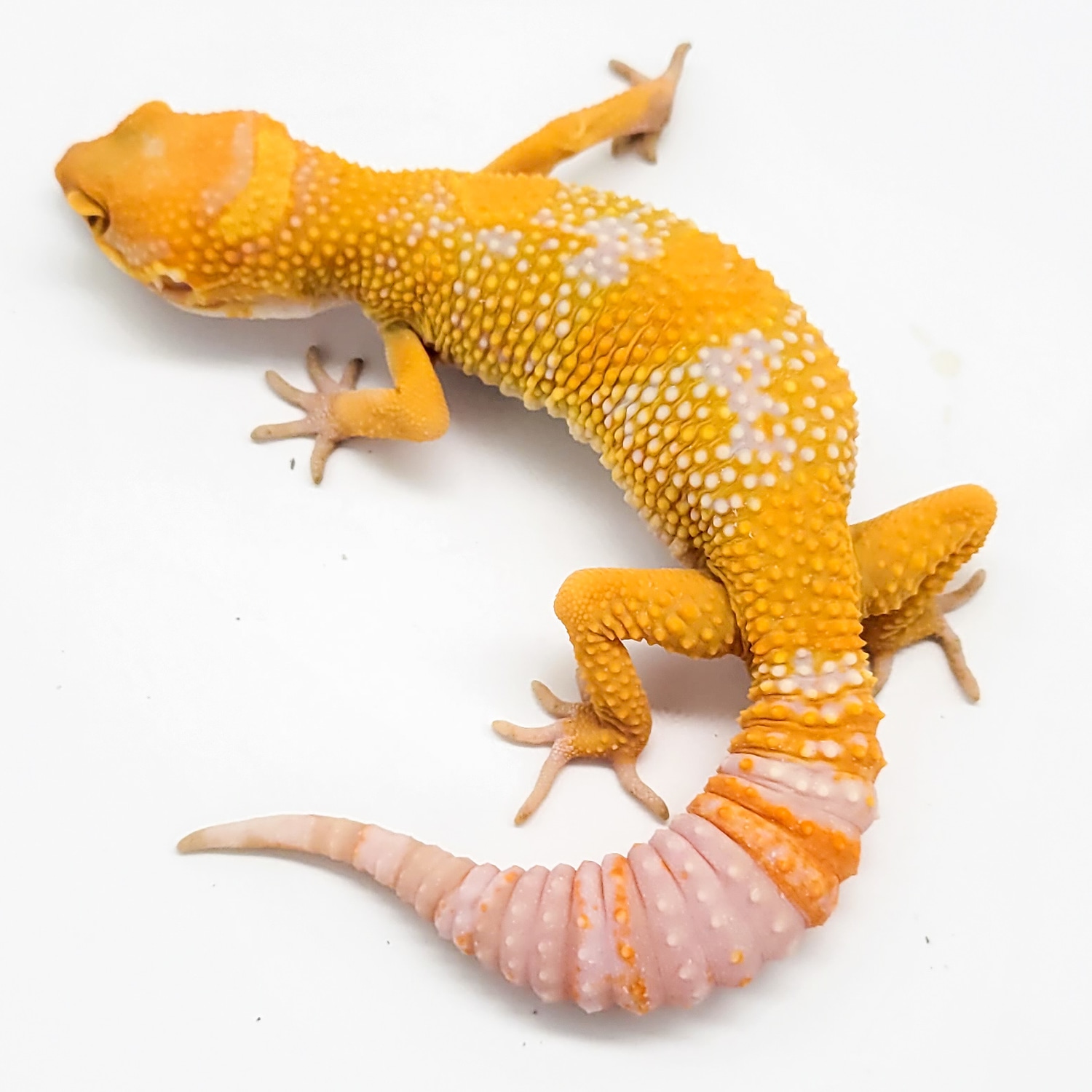 Super Giant Super Tangelo Het Eclipse Leopard Gecko by Kalico Gecko ...