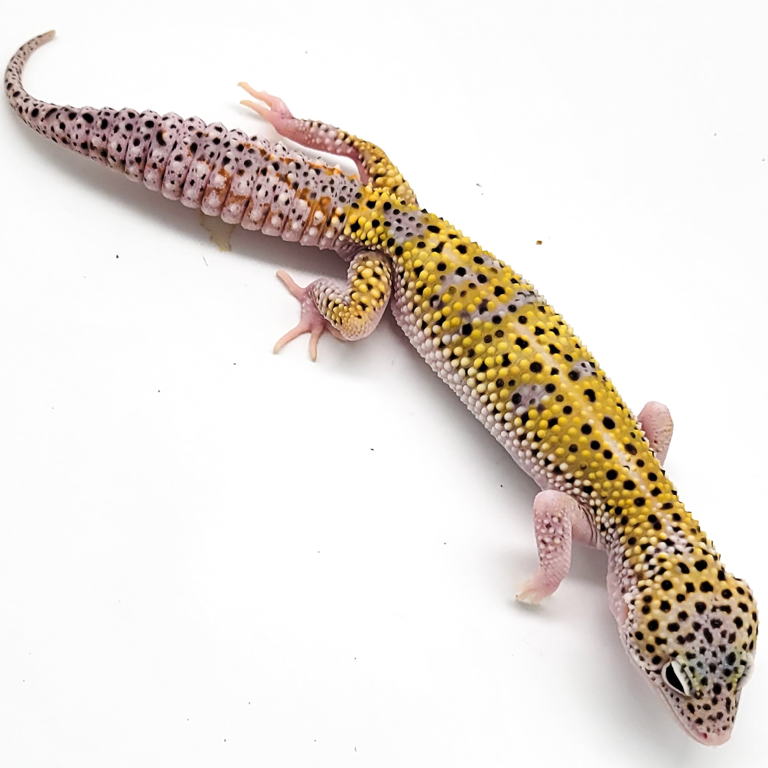 Super Giant Lavender Snow Het Bell Eclipse Leopard Gecko by Kalico ...
